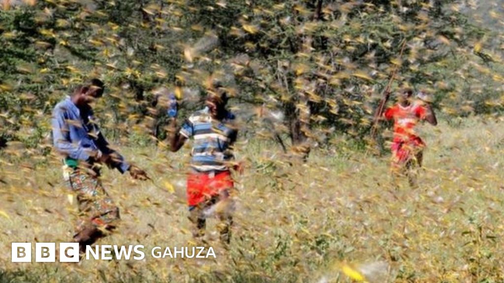 Uganda: Igitero cy'inzige cyahageze, barakoresha abasirikare 2,000 mu ...