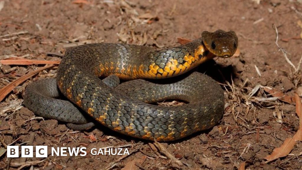Australia: Umugore yikuyeho inzoka yica mu muhanda munini w'i Melbourne ...