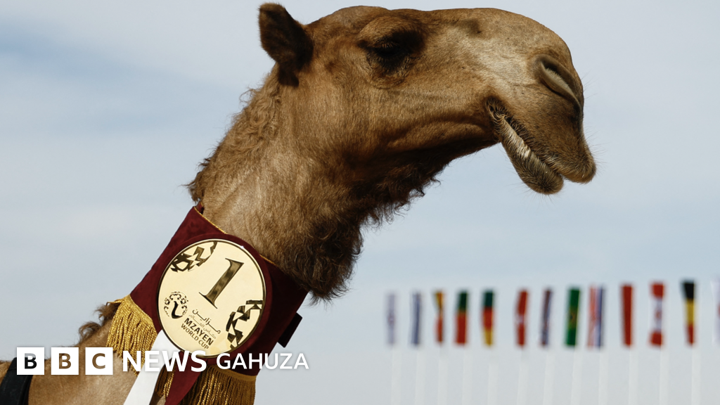 Qatar: Igikombe c'isi k'ubwiza bw'ingamiya - BBC News Gahuza