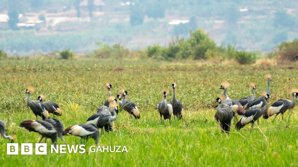 Rugezi: Igishanga cyahindutse iwabo w'imisambi mu Rwanda - BBC News Gahuza
