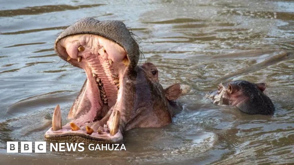 Abashimusi bageramiye imvubu bashaka amenyo rutura yazo mu mwanya w ...