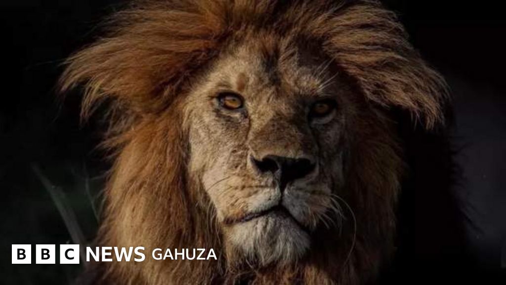 Ya ntare Bob Junior yari 'umwami wa Serengeti' yariwe n‘impyisi - BBC ...