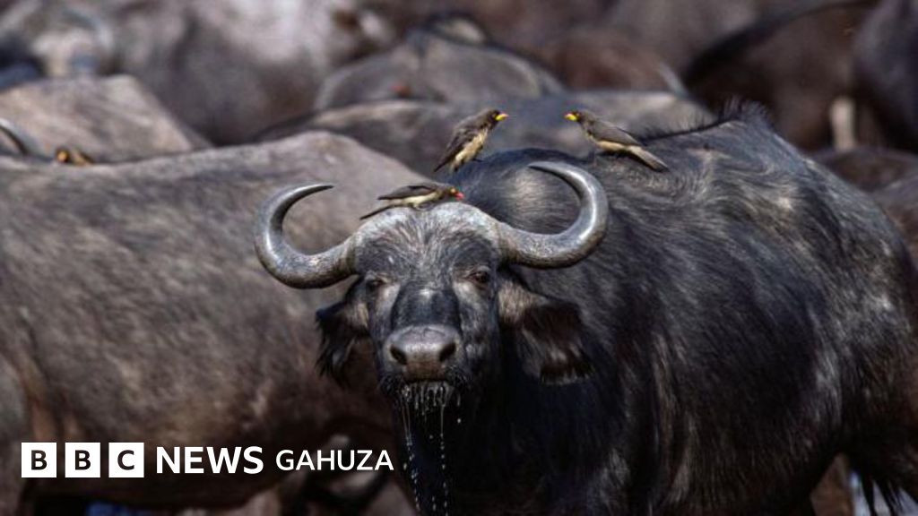 Namibia: Imbogo zirenga 80 zarohamye mu ruzi zihanutse ku manga - BBC ...