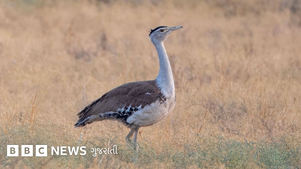 કચ્છ : ઘોરાડને બચાવવા માટે સુપ્રીમ કોર્ટે શું આદેશ આપ્યો ...