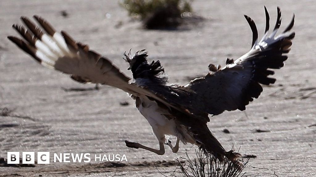 Sarakunan Larabawa da ke farautar tsuntsayen da ke ƙara ƙarfin maza ...
