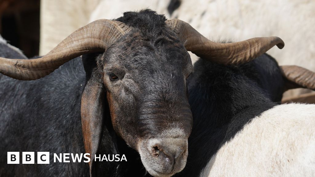 Babbar Sallah: Yadda tsadar raguna ke tsorata masu son layya a Najeriya ...