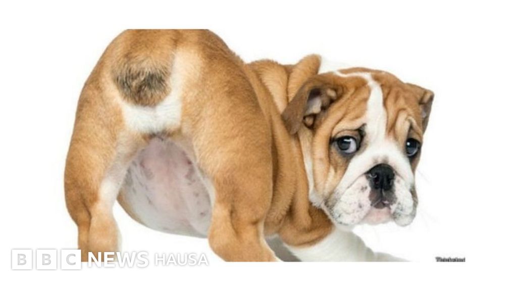 Yadda dubura ta samo asali - BBC News Hausa
