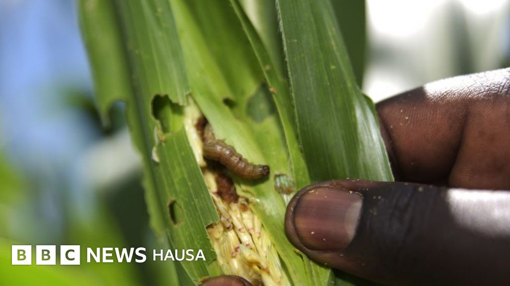 Tsutsa na cinye shukar manoma a sassan Nigeria - BBC News Hausa