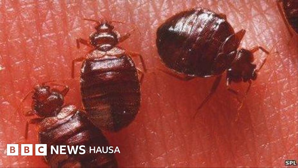 Kuɗin-cizo sun 'cinye mutum da ransa' - BBC News Hausa