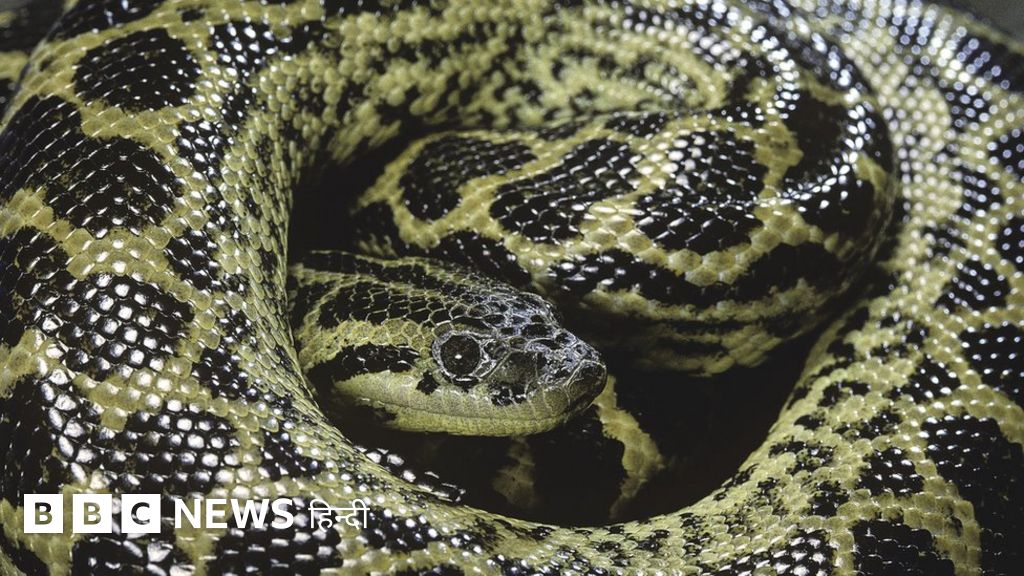 सांपों के लिए वरदान और डायनासोर के लिए श्राप कैसे बना एस्टेरॉयड का धरती ...