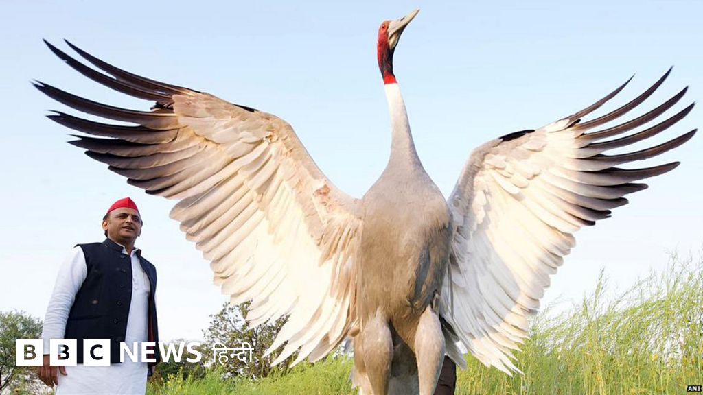 उत्तर प्रदेश में क्यों हो रही है सारस पर सियासत? - BBC News हिंदी