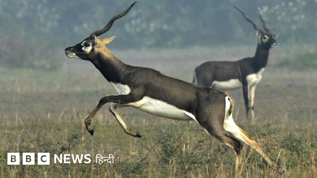 काले हिरण में ऐसा क्या है कि सलमान ख़ान की जान फंसी है? - BBC News हिंदी