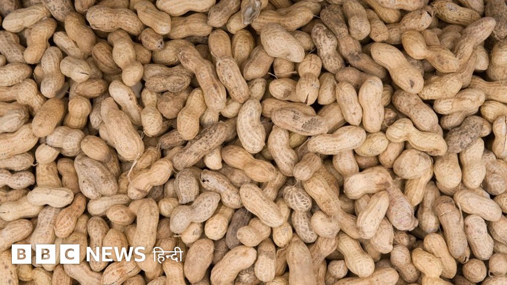 क्या मूंगफली बिगाड़ देगी गुजरात में बीजेपी का सियासी खेल? - BBC News हिंदी