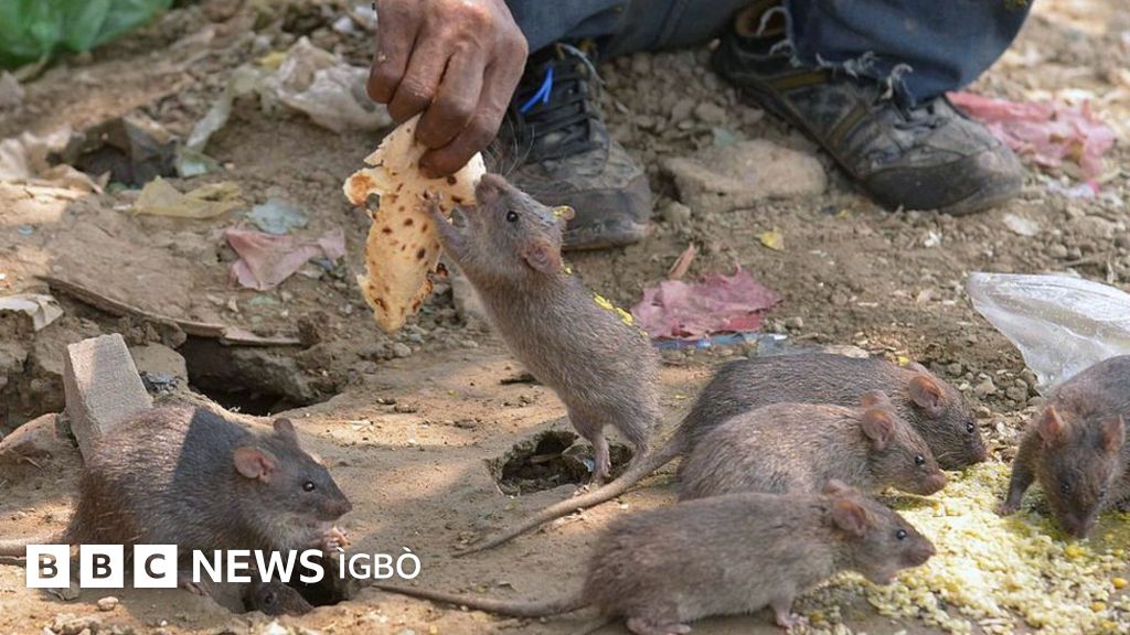 Lassa Fever Outbreak: Ọrịa Iba Lasa awakpoola Naịjirịa ọzọ - NCDC - BBC ...