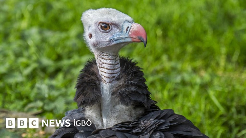 Dead vultures in Enugu: Ọ bụghị anụ ehi gburu udele nwụrụ n'Eke Ihe ...