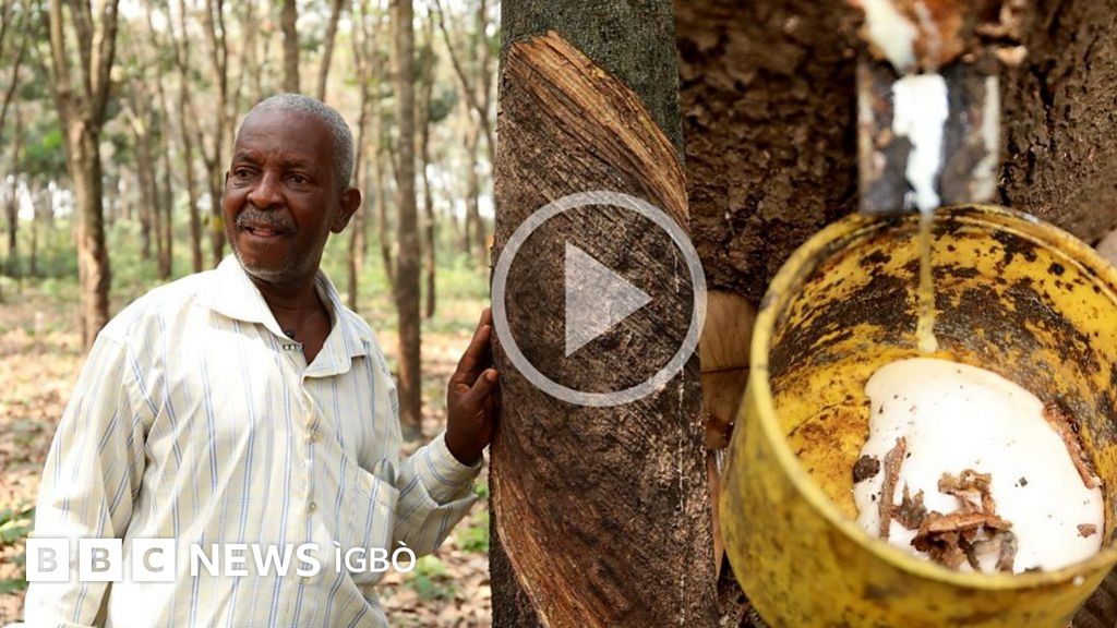Uses of Rubber: Etu e si emepụta ‘rubber’ na nnukwu ugbo nke Izombe ...