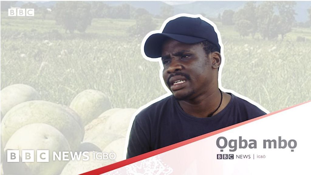 Ogbambo: Etu ọrụugbo m si mụbaa ruo ugbo 22 na-akọpụtazị osikapa, ji na ...