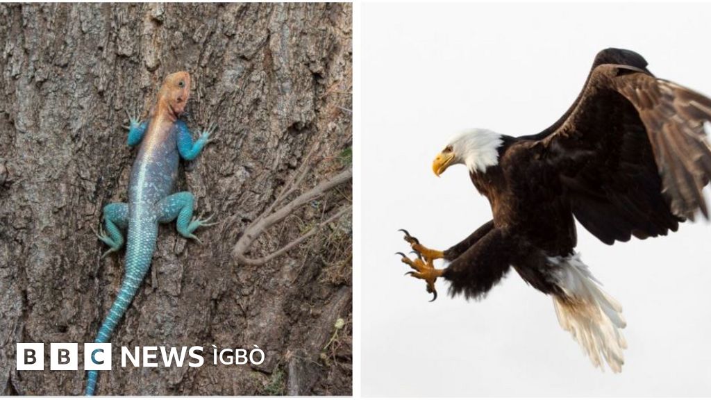 Igbo culture and animal Totems: Etu Igbo si ahụta ugo,ngwere, nwamba na ...