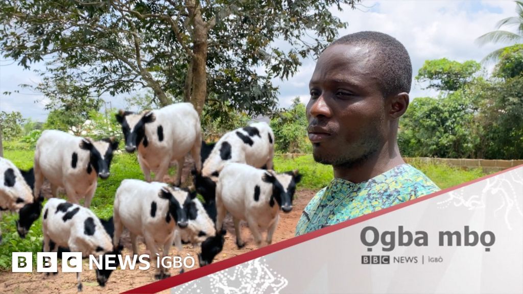 Ọgba mbọ: Ehi Igbo anaghị atapịasị ubi ndị mmadụ - Madiwe Okolie - BBC ...
