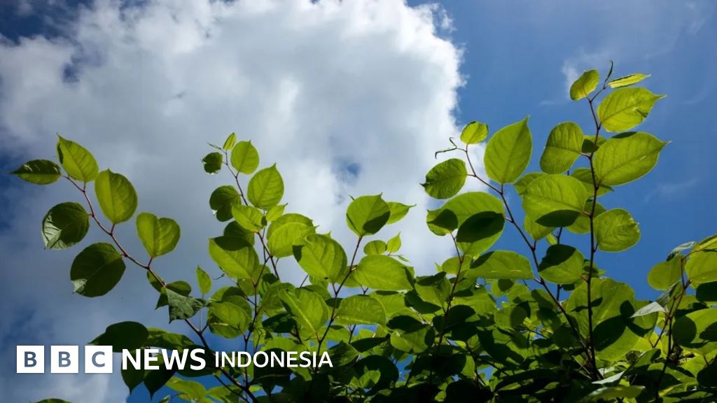 Semak alien yang tidak bisa dihentikan - BBC News Indonesia