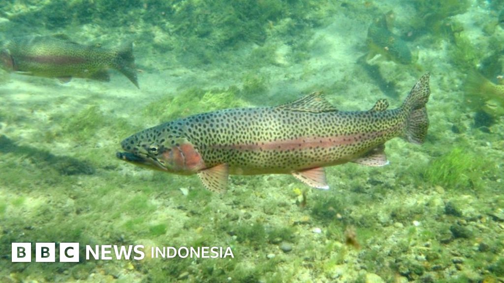 Ketika ikan kecanduan sabu-sabu - BBC News Indonesia