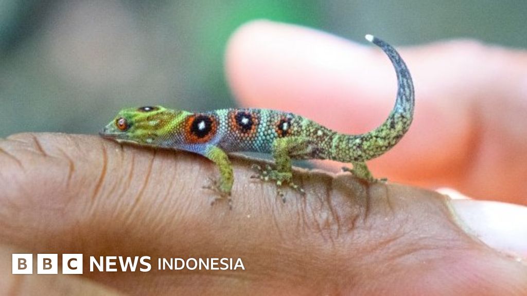 Aksi warga sebuah pulau melindungi tokek mini seukuran penjepit kertas ...