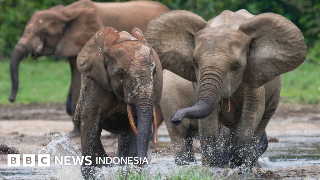 WWF: Satwa liar dalam ancaman 'kemerosotan malapetaka' - BBC News Indonesia