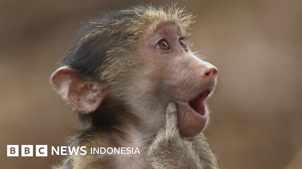 Penghargaan Foto Komedi Satwa Liar: Dari monyet 'berpura-pura bodoh ...