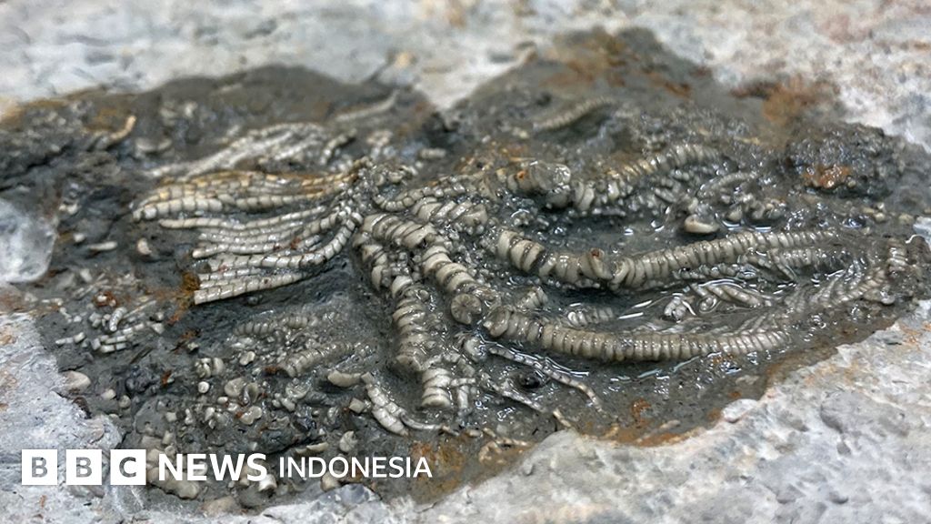 Ditemukan fosil ribuan bahkan puluhan ribu hewan 'yang terkubur hidup ...