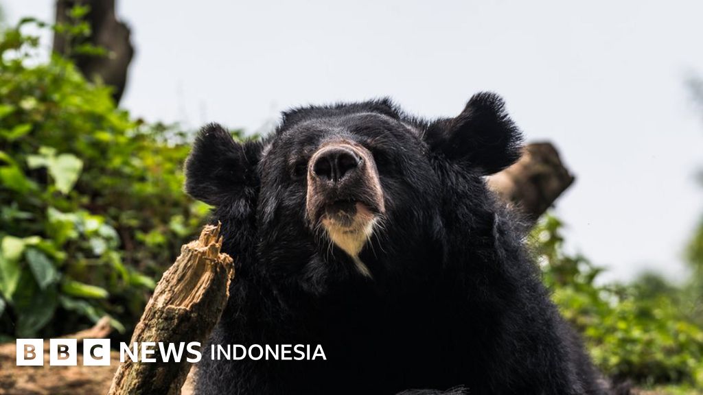Jepang menjajakan daging beruang untuk khalayak umum melalui mesin ...