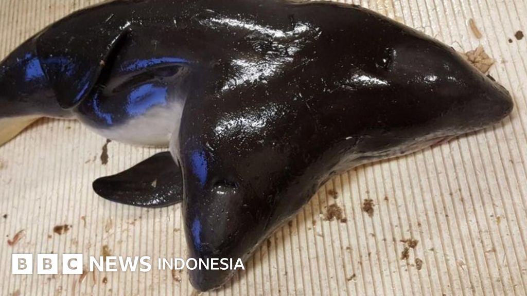 Lumba-lumba 'berkepala dua' yang langka terjaring nelayan - BBC News ...