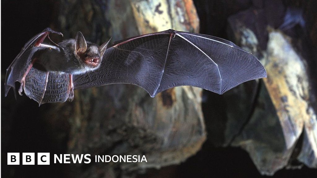 Covid-19: Mengapa kelelawar kebal terhadap penyakit yang disebabkan oleh virus corona? - BBC ...