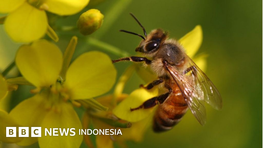 Lebah madu Asia melindungi sarang dengan 'feses ayam hingga air seni ...