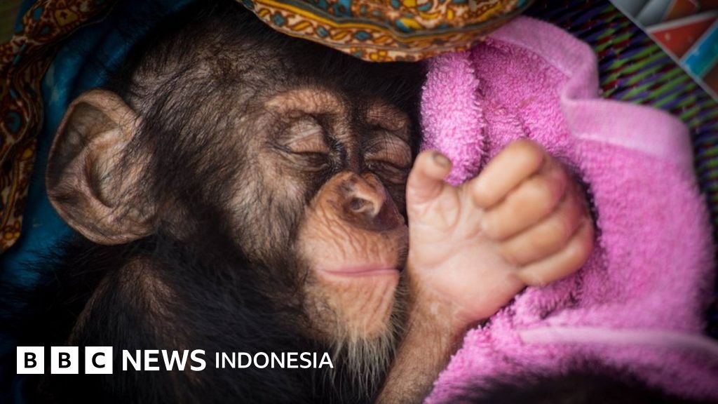 Bayi simpanse korban penyelundupan satwa telah mati - BBC News Indonesia