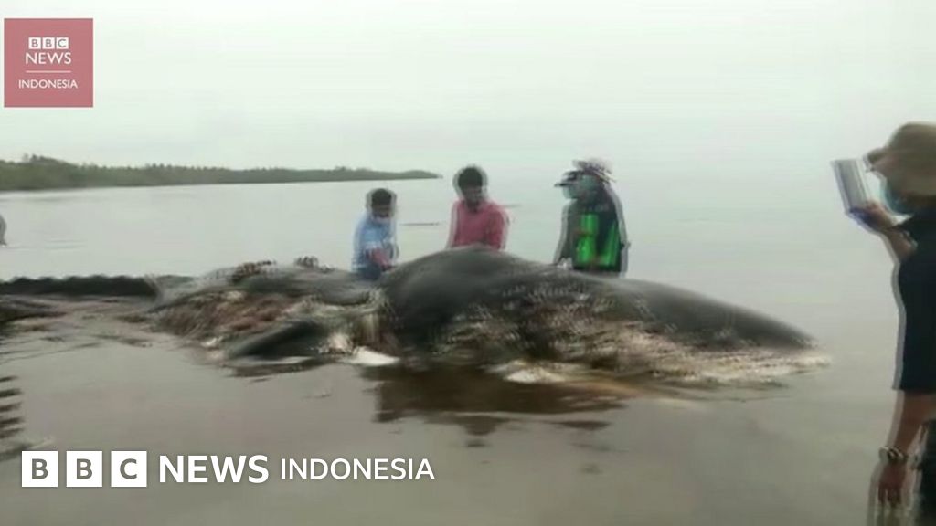 Beragam sampah plastik ditemukan di dalam perut bangkai paus di ...