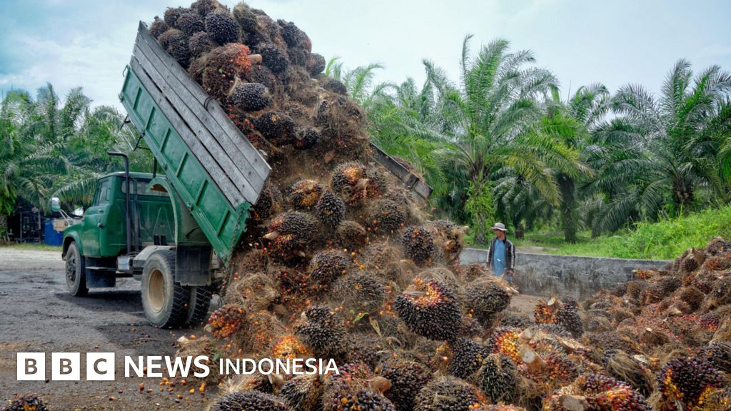Lingkungan: 'Orang dalam' diduga muluskan bisnis biodiesel dan sawit para konglomerat - BBC News ...