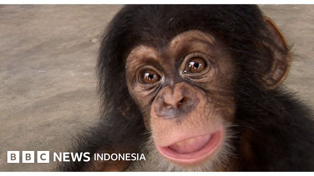 Menyamar sebagai pembeli dari Jakarta, BBC bongkar penyelundupan bayi ...