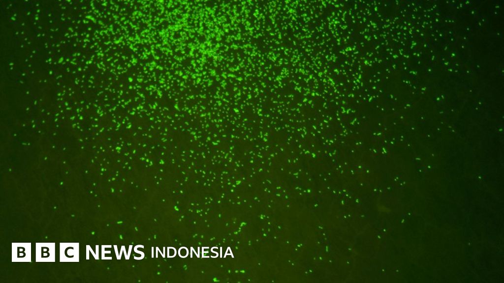 Ilmuwan Jepang bangkitkan kembali mikroba berusia 100 juta tahun - BBC ...