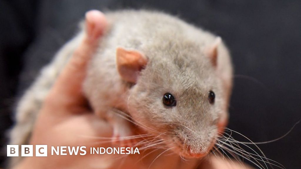 Saat tikus 'rajin' tertangkap kamera membersihkan gudang - BBC News ...