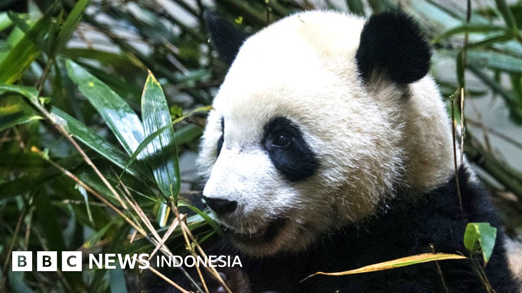 China berhasil membuat panda tak lagi 'terancam punah' walau kini ...
