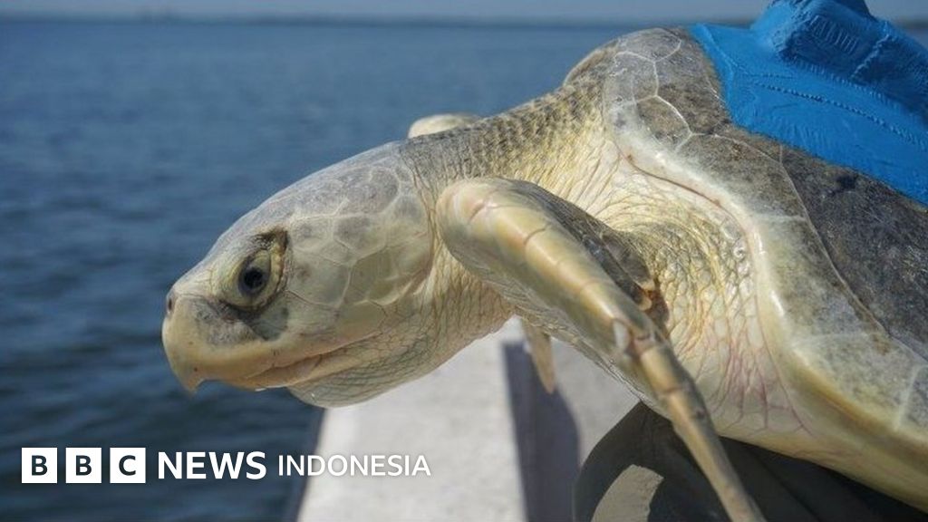 Melacak penyu yang terancam punah dari luar angkasa - BBC News Indonesia
