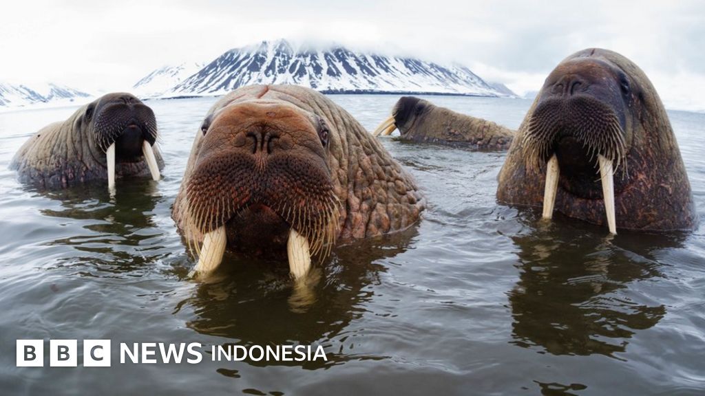 Perubahan iklim: Menghitung walrus dari luar angkasa, berapa banyak ...