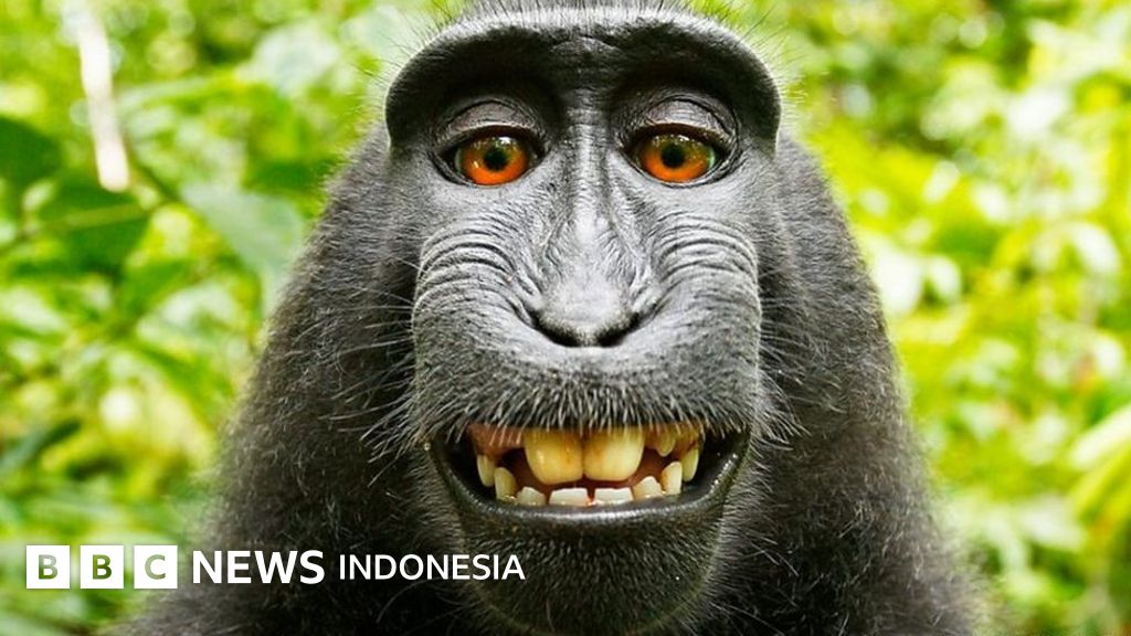 Populasi makaka menurun drastis karena dimakan - BBC News Indonesia