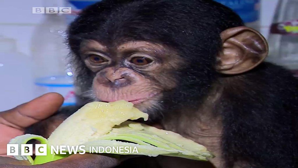 Digagalkan, penjualan bayi simpanse ke Indonesia - BBC News Indonesia