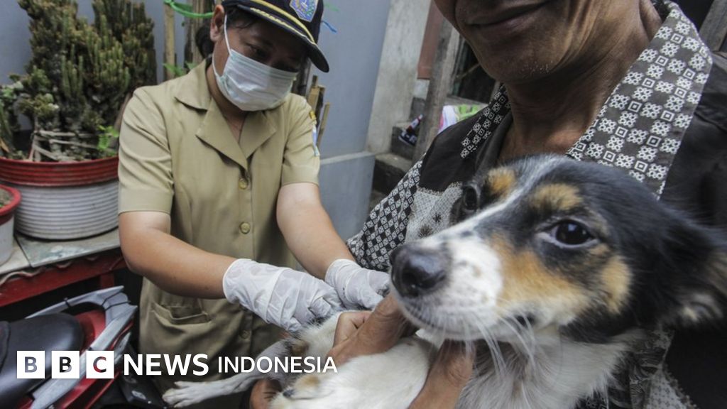 Benarkah anjing dan kucing liar membanjiri Jakarta, dan bagaimana ...