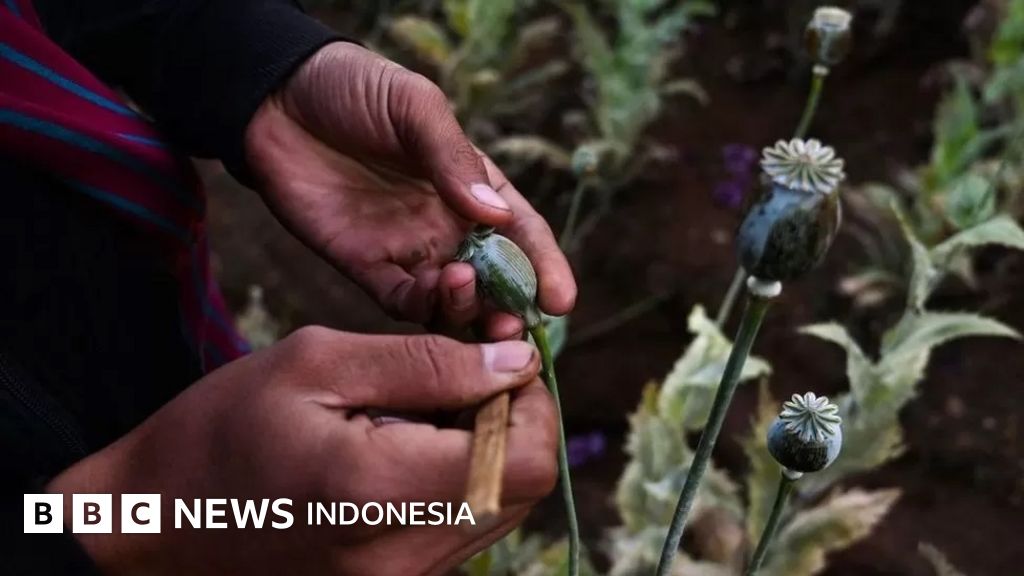 Myanmar: Produksi opium, bahan baku narkotika, meningkat tajam akibat ...
