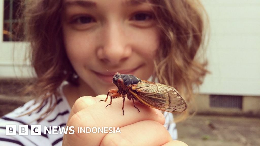 Tonggeret: Serangga yang kerjaannya makan, bernyanyi, kawin, lalu mati ...