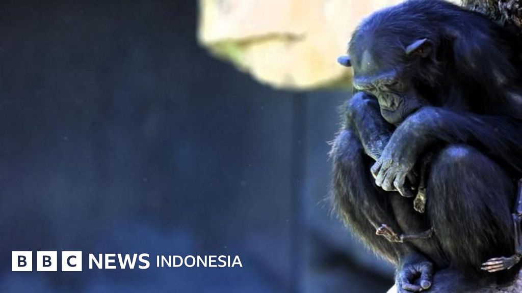 Induk simpanse tidak ingin melepas jasad bayinya yang mati tiga bulan ...