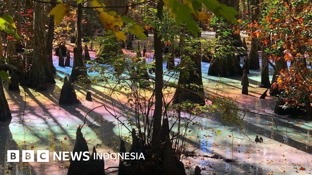 Keindahan tersembunyi di balik rawa berwarna pelangi, apa penyebabnya ...