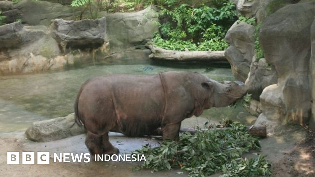 Badak Sumatra terancam punah 'sejak zaman es' - BBC News Indonesia